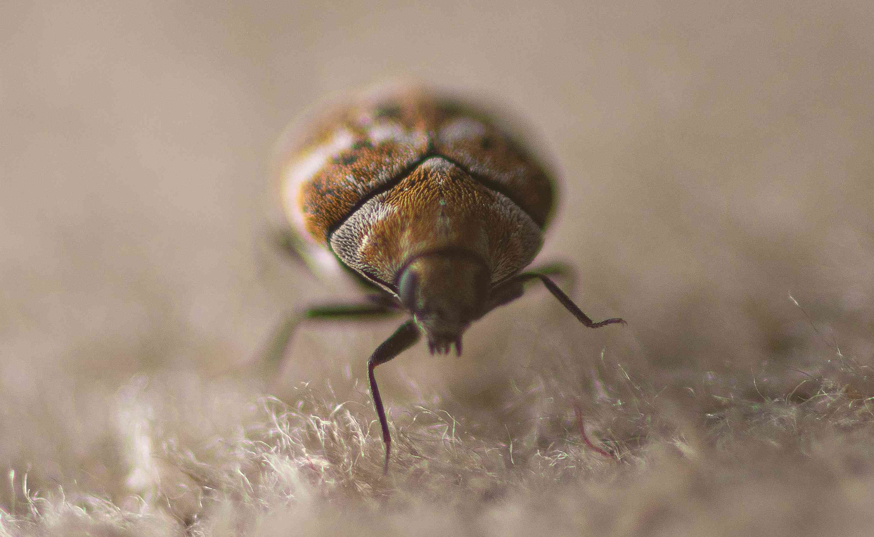 How To Get Rid Of Carpet Beetles In Your Home