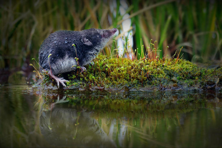 The Framing of the Shrew: Students Photograph Mammal Never Caught on Film