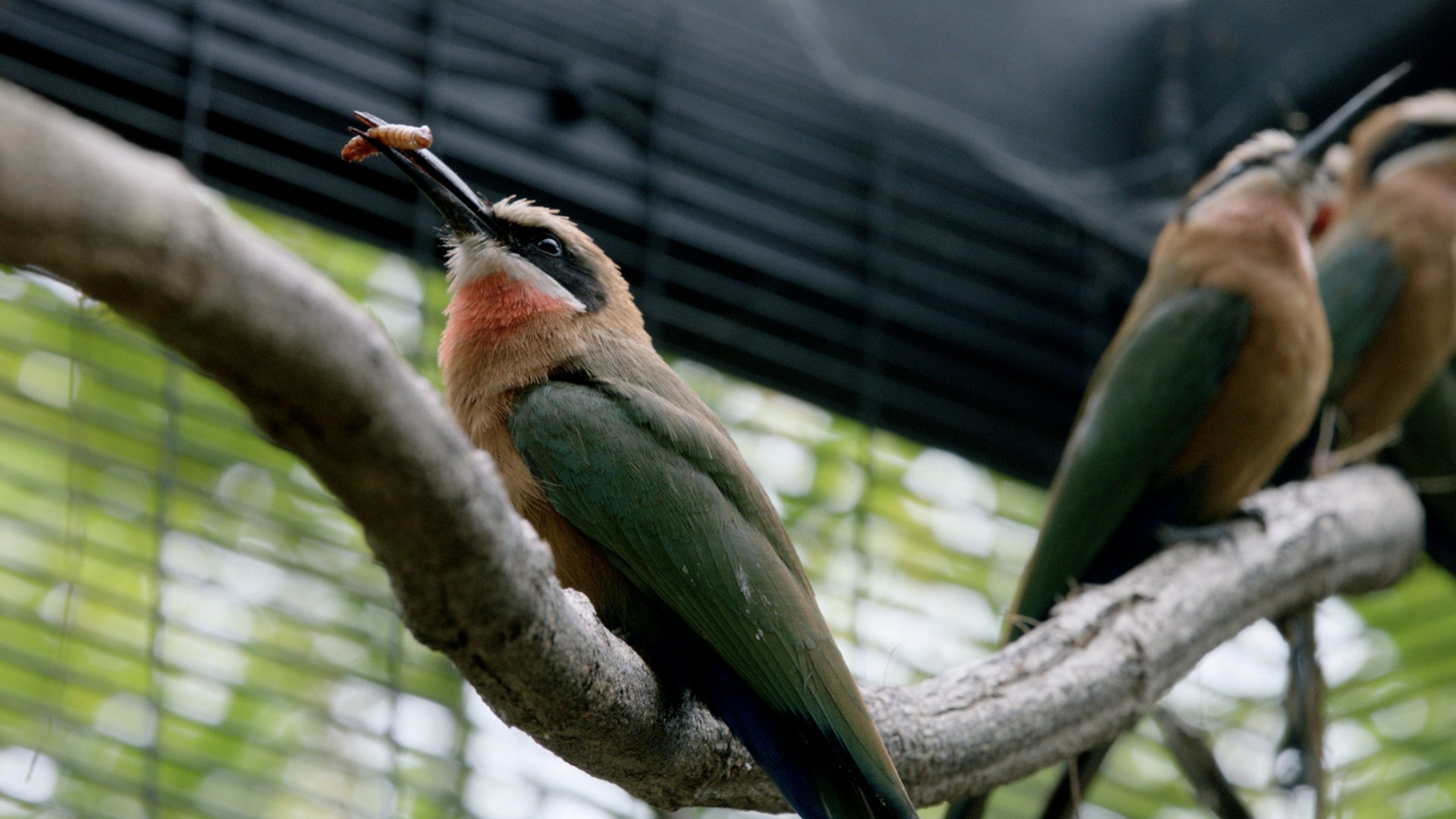 Introducing Some of the Most Complex Birds on the Globe