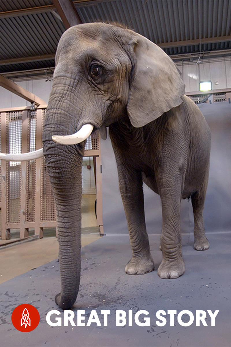 The African Elephant, conservation and challenges