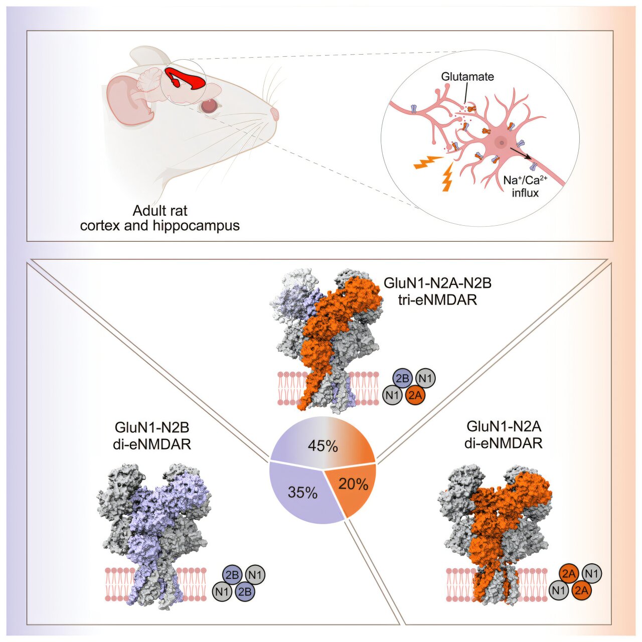 A high-resolution 'map' reveals the structural and functional ...