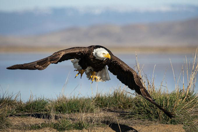 20 Stunning and Inspiring Bald Eagle Pictures
