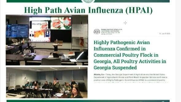 Georgia agriculture commissioner blames Avian flu for egg prices