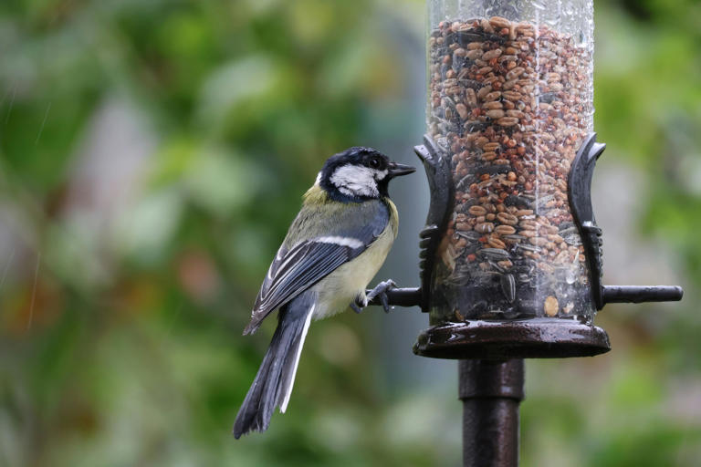 Can You Feed Bread to Wild Birds? Here's What Experts Have to Say