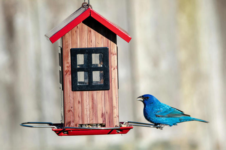 Can You Feed Bread to Wild Birds? Here's What Experts Have to Say