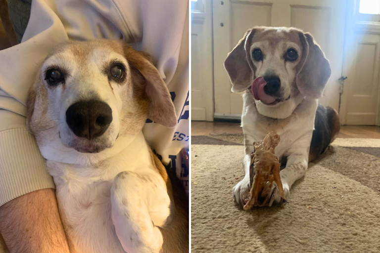 Woman Adopts Senior Dog, 3 Years Later X-Ray Reveals Chilling Discovery