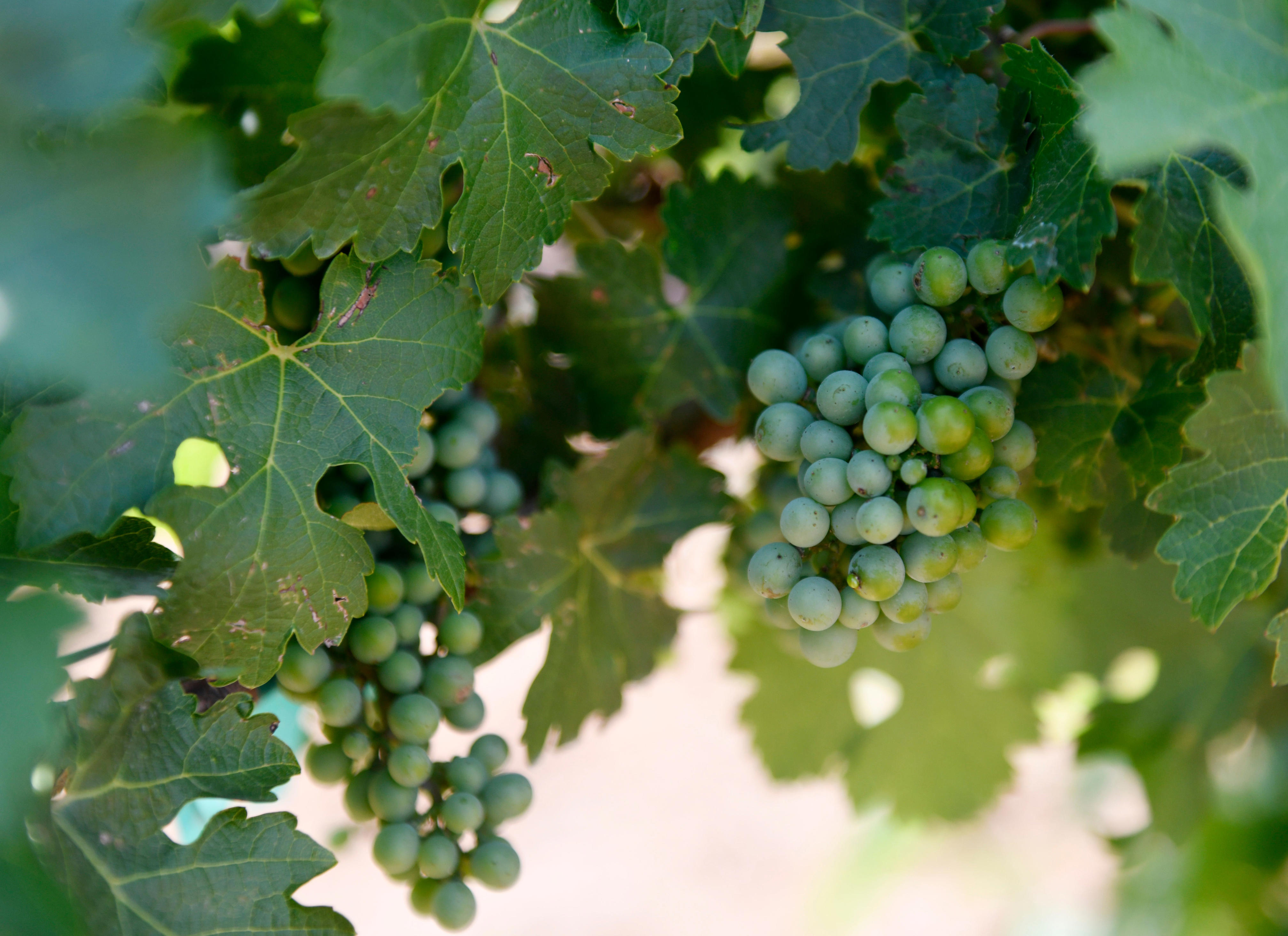 Llano Estacado Winery sold to firm, plans Lubbock, Fredericksburg expansion