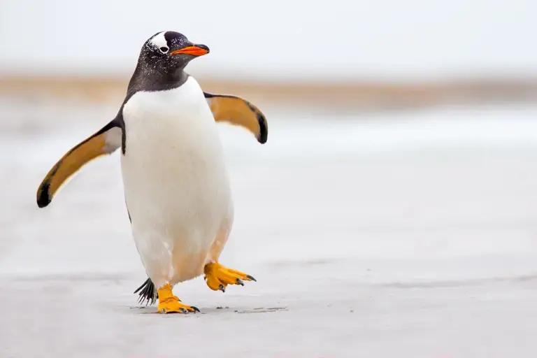 Why You Should Know How to Walk Like a Penguin (VIDEO)