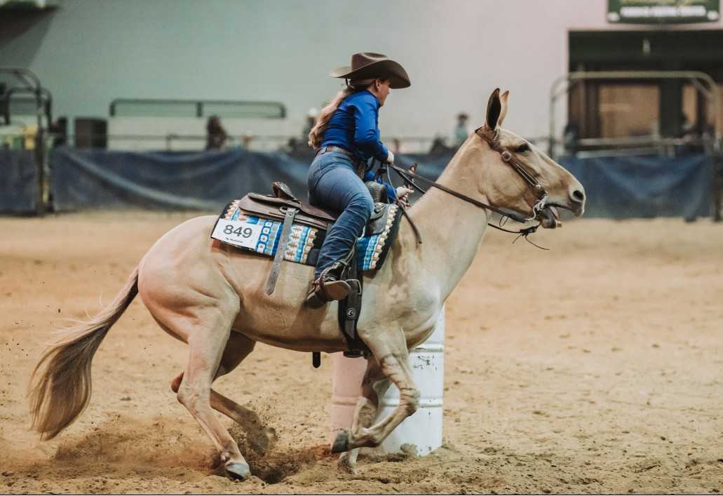 Horse and mule bonanza happening during Dixie National Rodeo