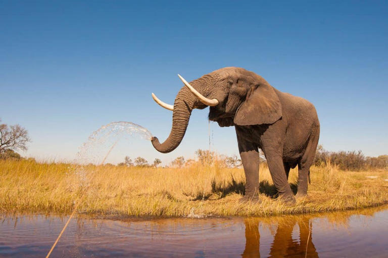 African Elephants: The Largest Animal on Earth
