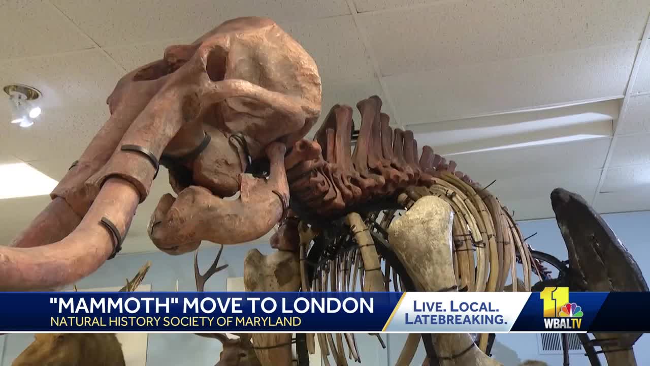 Woolly mammoth fossil leaving Baltimore soon