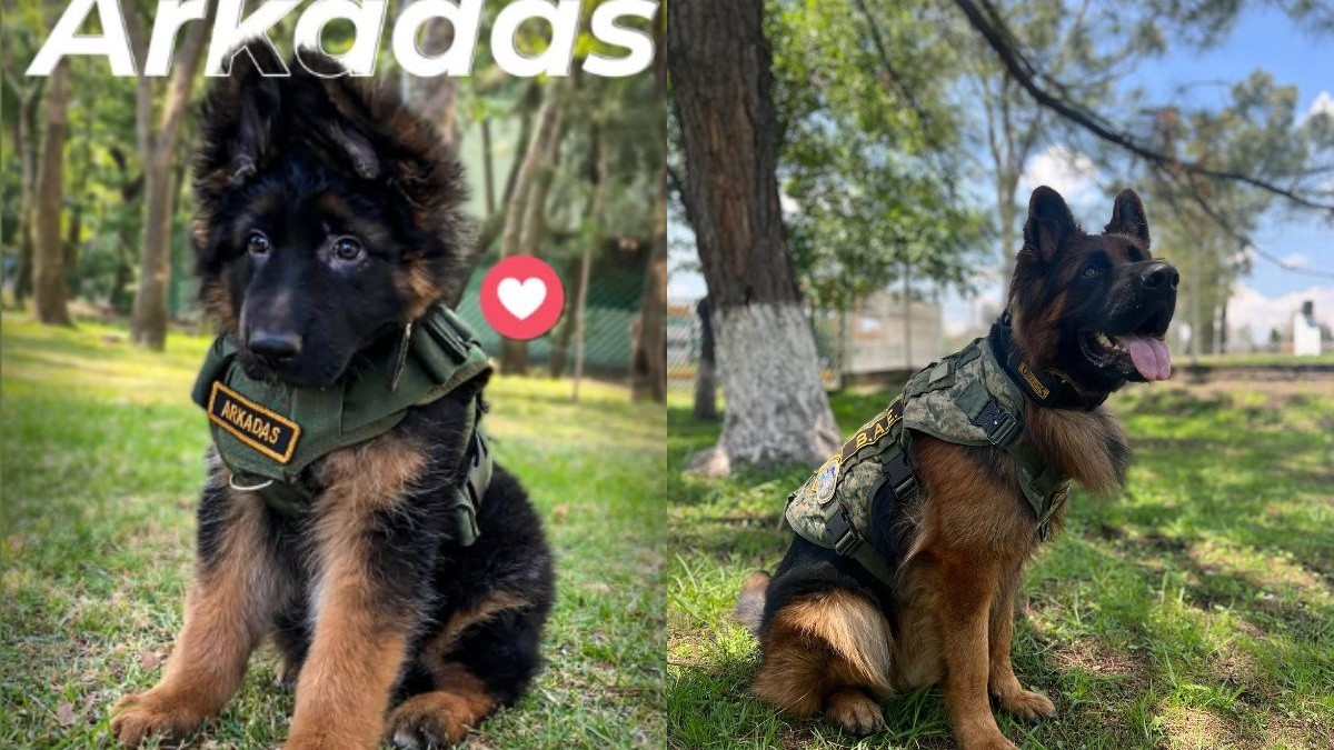 Arkadas significa Amigo: 5 curiosidades sobre el origen del perro ...