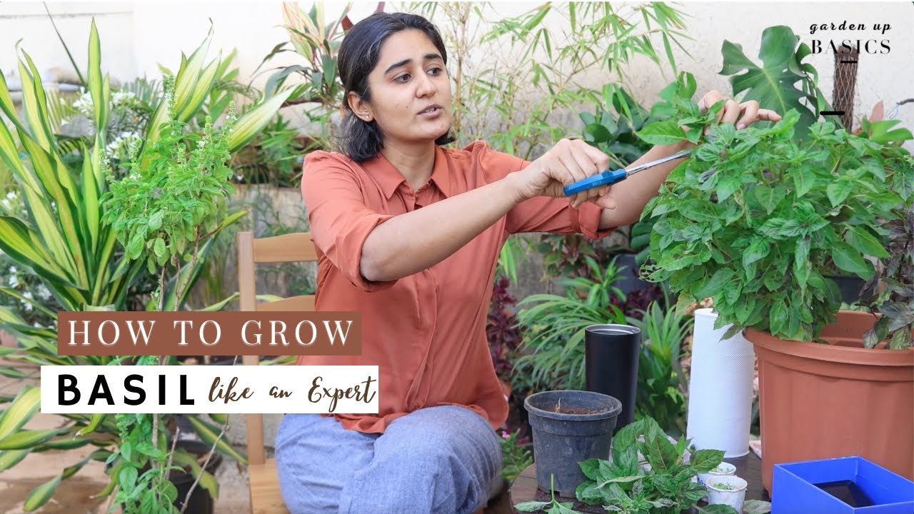 How to Grow Basil at Home Garden Up Basics