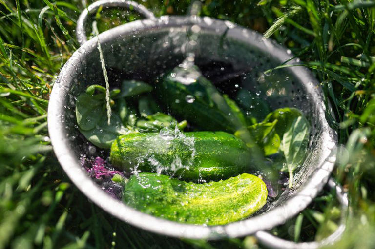 How to wash cucumbers to make sure they last as long as possible