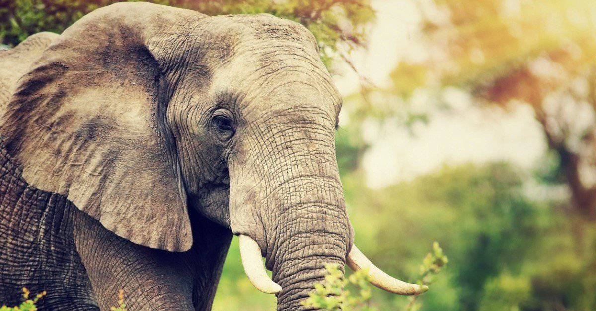 6 Extra Large Facts About African Elephants