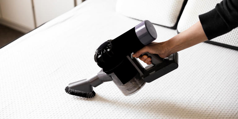 Dust mites 101: What they are and what to do about them