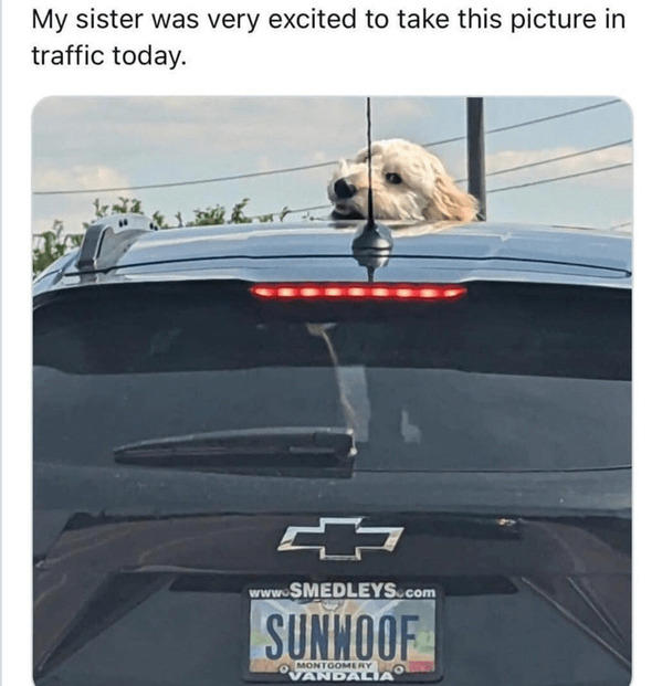 "Monday Punday": 40 Funny Pun Memes To Start Your Week Pun-Derfully ...