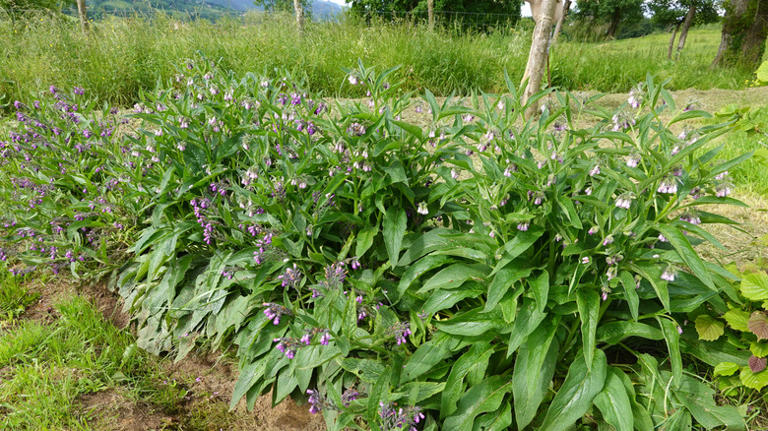 The Beautiful Ground Cover That Naturally Fertilizes Fruit Trees