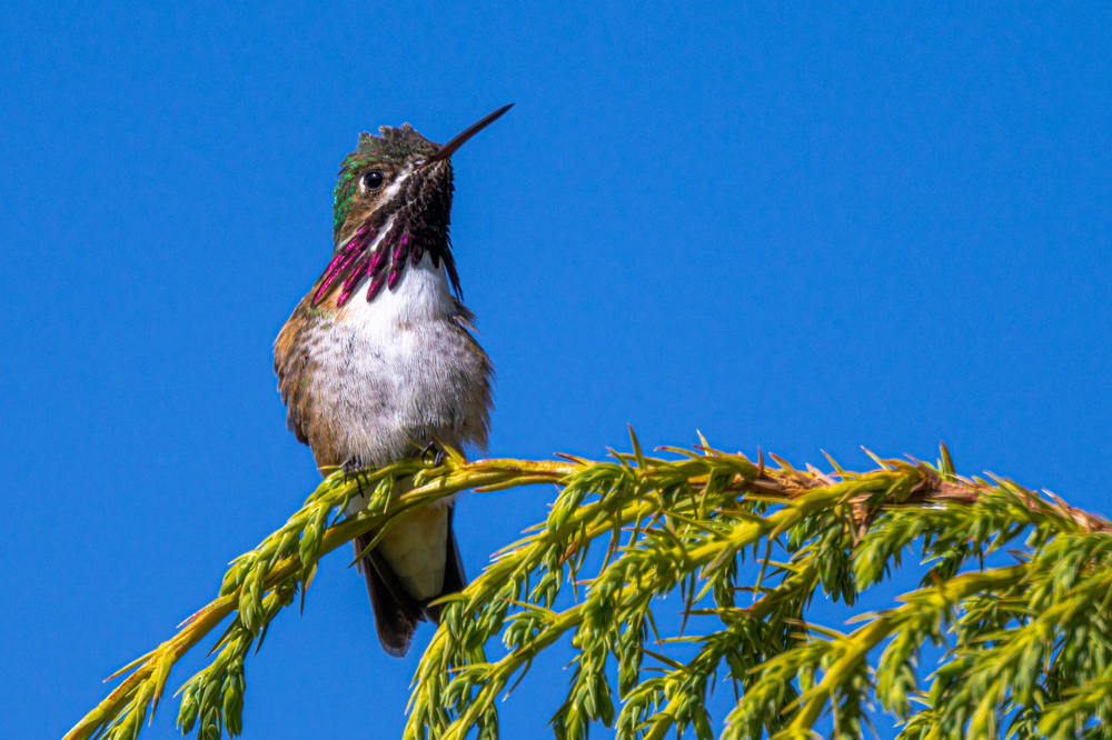 Budget-friendly birdwatching and wildlife trails
