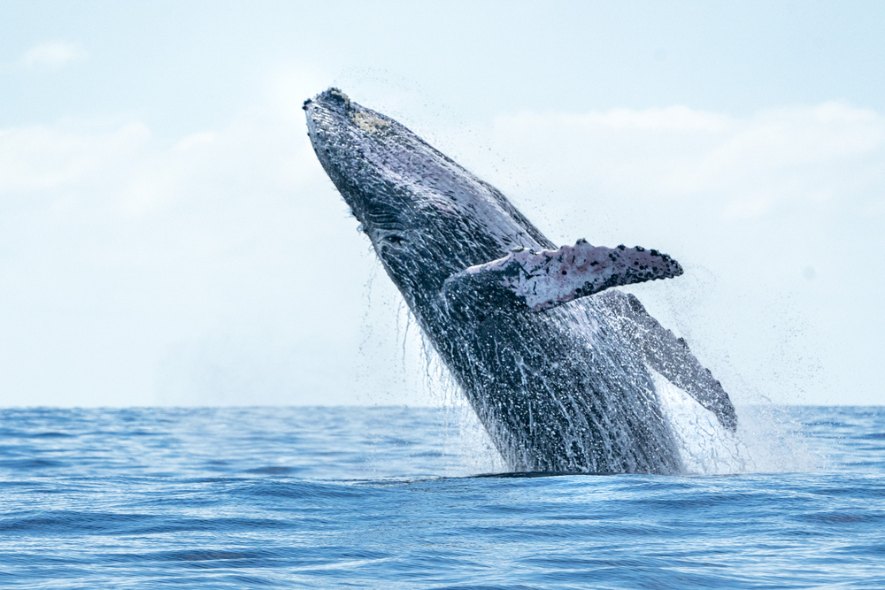 20 Best Places to Go Whale Watching in the U.S.