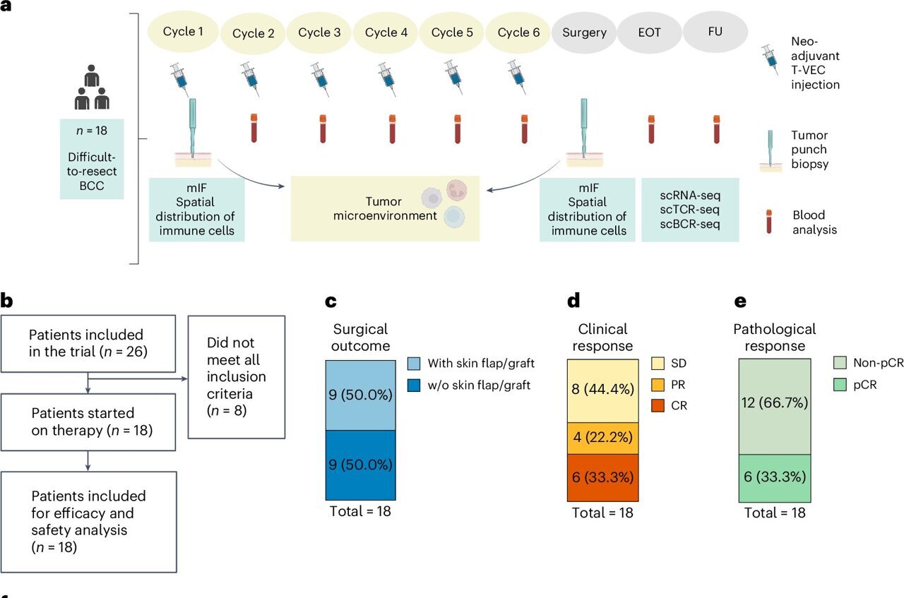 Genetically modified virus therapy reduces tumor size and enhances ...