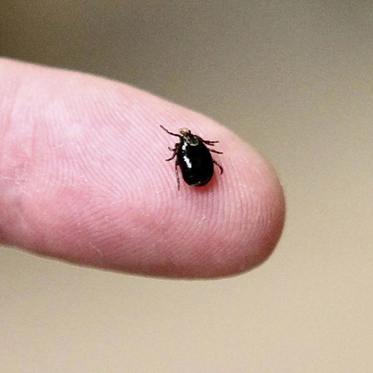 What do tick bites look like? Experts reveal exactly how to identify them
