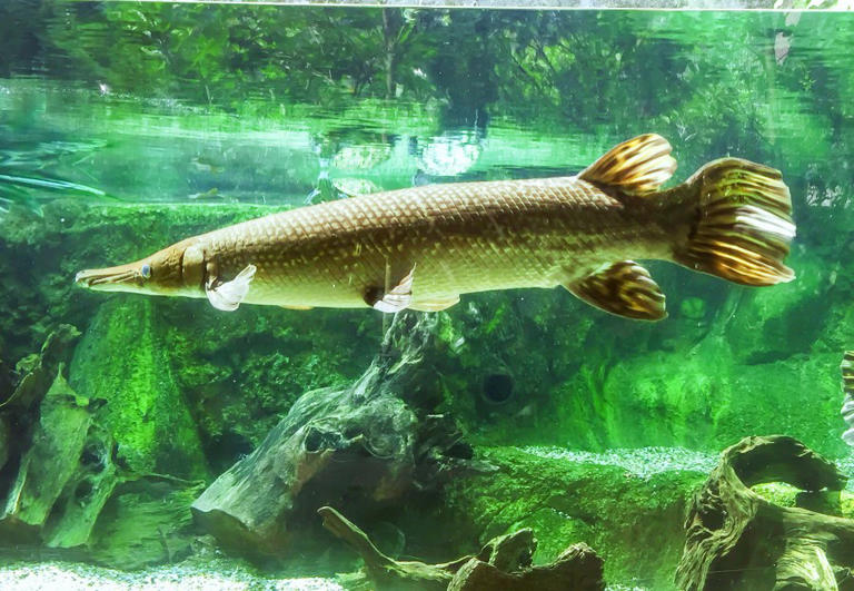 What are the rarest fish you can catch in Kansas and where can you find ...