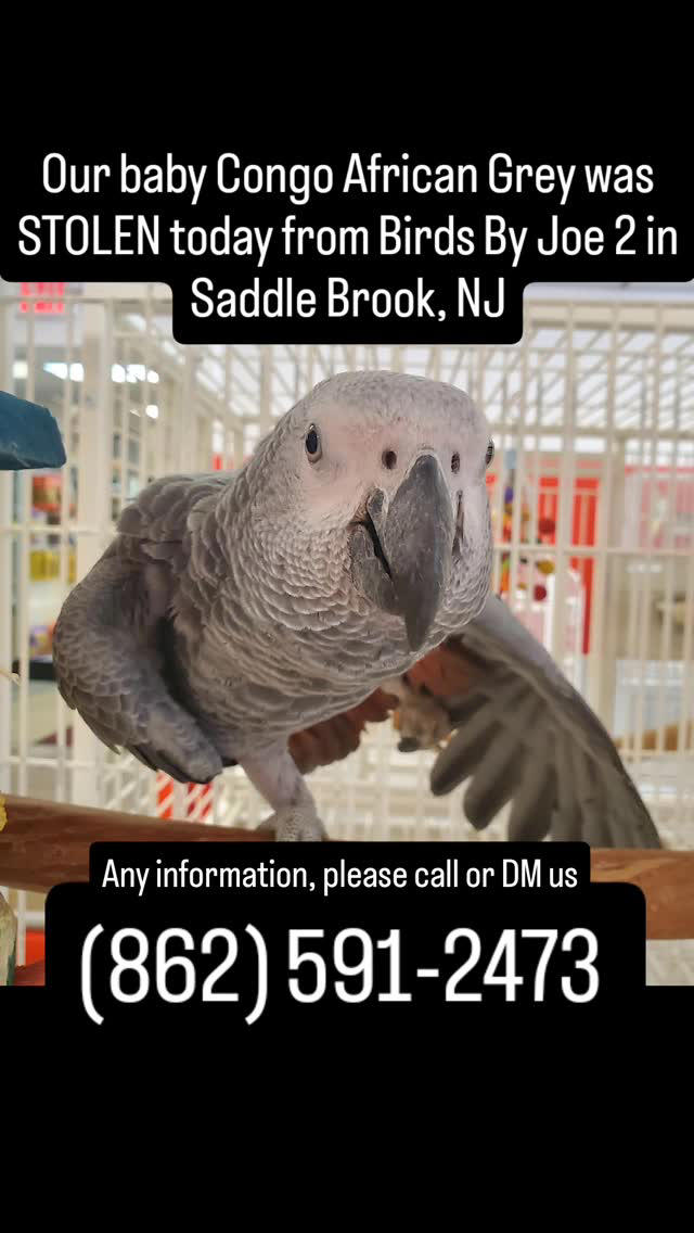 Pet store crossbow assailant ‘crouched’ and hid before shooting owner ...