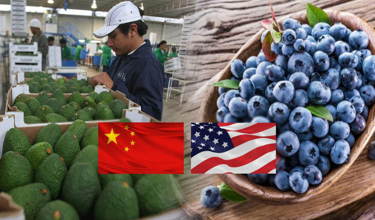 Perú conquista mercados de EE. UU. y China como principales compradores de arándanos y paltas ...