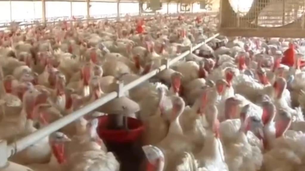 First case of bird flu detected in Lehigh County, Pennsylvania, poultry ...