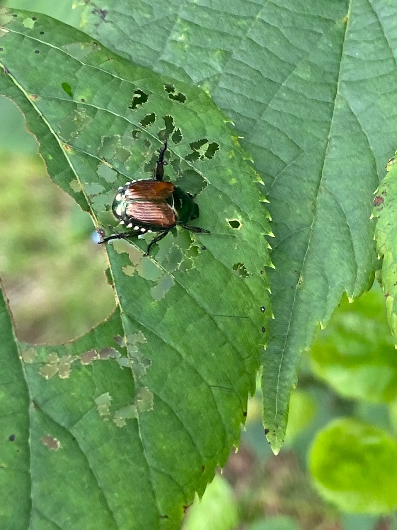Invasive Japanese beetles found last year in Kamloops for the first time