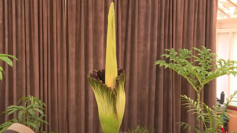 Big, stinky corpse flower Putricia blooms in Sydney, watched on by ...