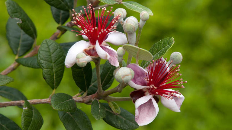 How to grow pineapple guava – for evergreen foliage, vibrant flowers ...