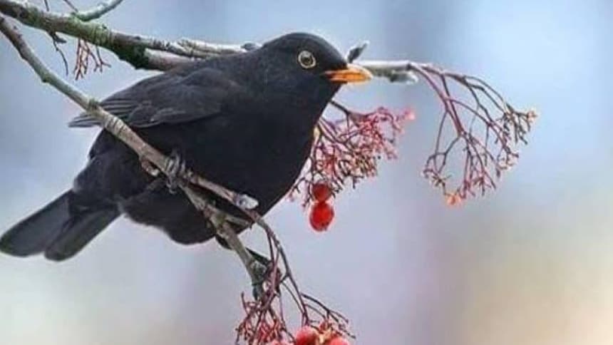 Quali sono i giorni della Merla 2025 e perché si chiamano così: storia ...