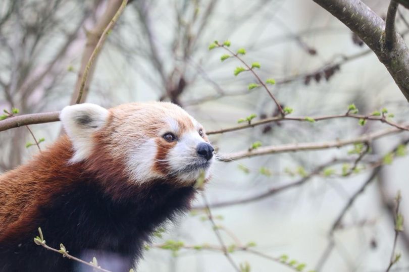 Third red panda dies at Edinburgh Zoo in span of just a few months