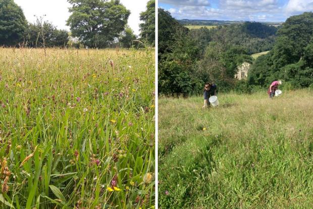 New 200 mile "insect super-highway" being created near major A-Road