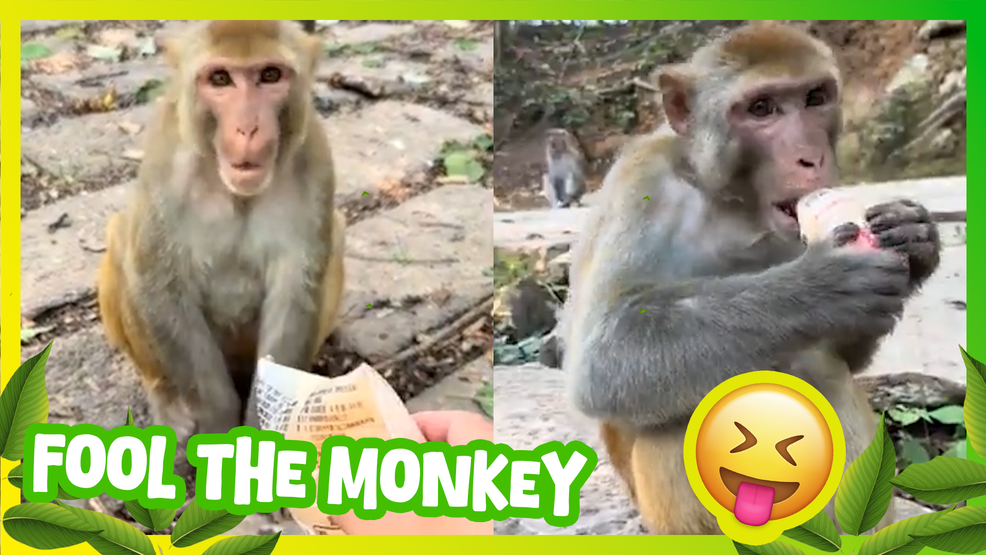 Fool the Monkey: Hilarious Pranks and Tricks on a Playful Primate 🐒🎭