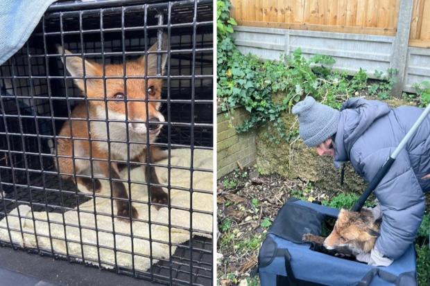 Wildlife group rescues record number of injured foxes as incidents spike
