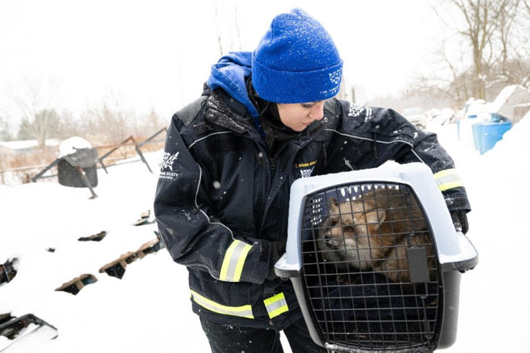 Hundreds of foxes, wolf-dog hybrids, other animals rescued from NE Ohio ...