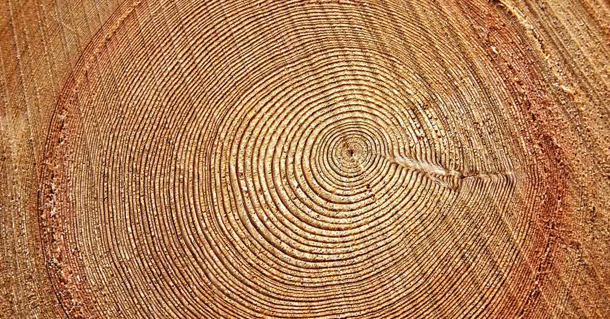 Ancient tree tells chaotic tale of Earth's magnetic field reversal