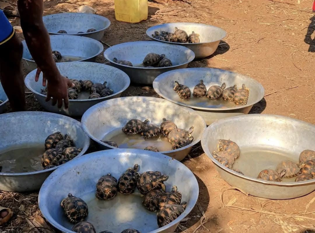 TRAFIC DE TORTUES - Dix-neuf Malgaches écroués, deux Chinois identifiés