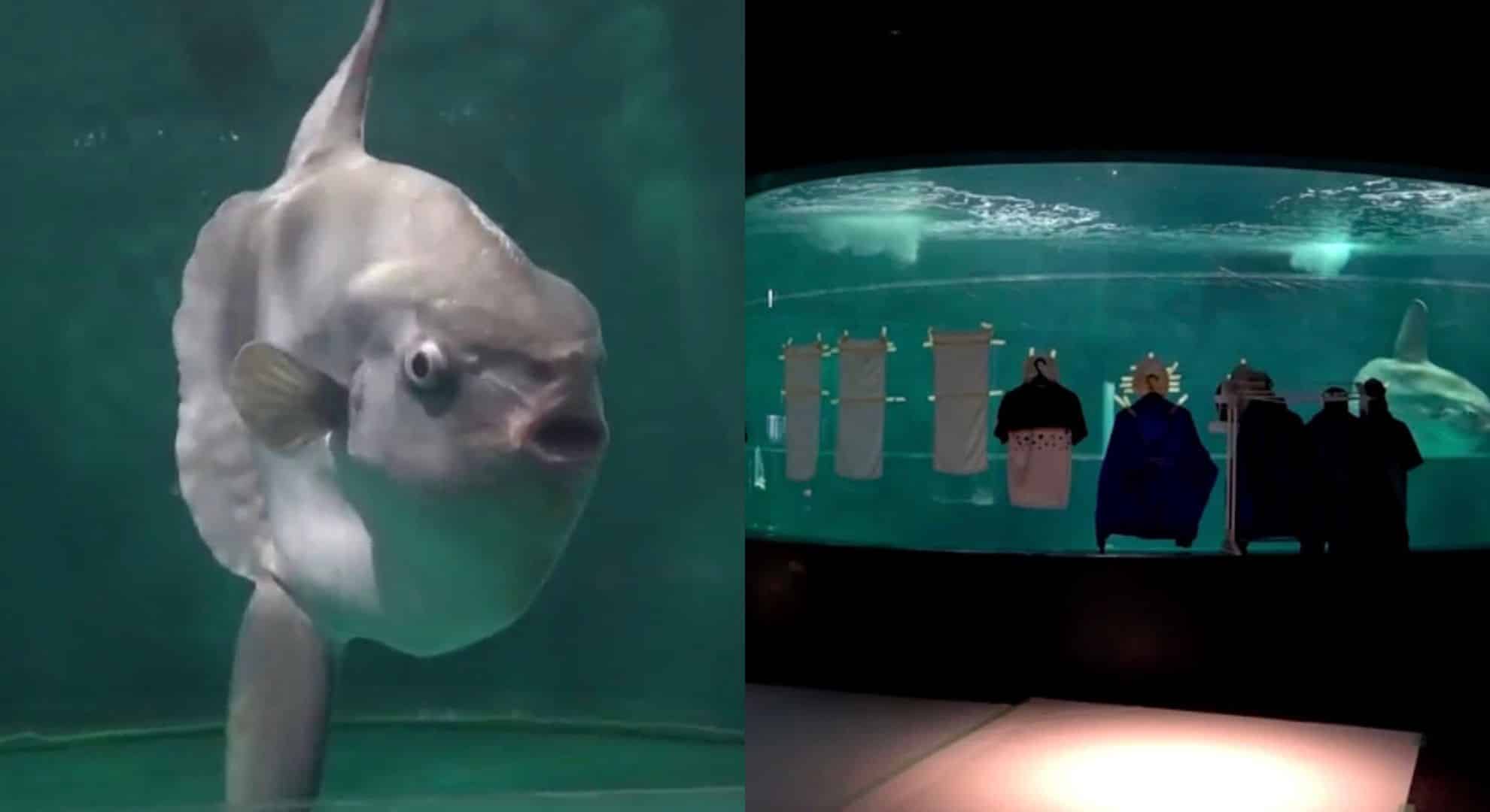 Lonely fish in a Japan aquarium gets a crowd of its own with DIY ...