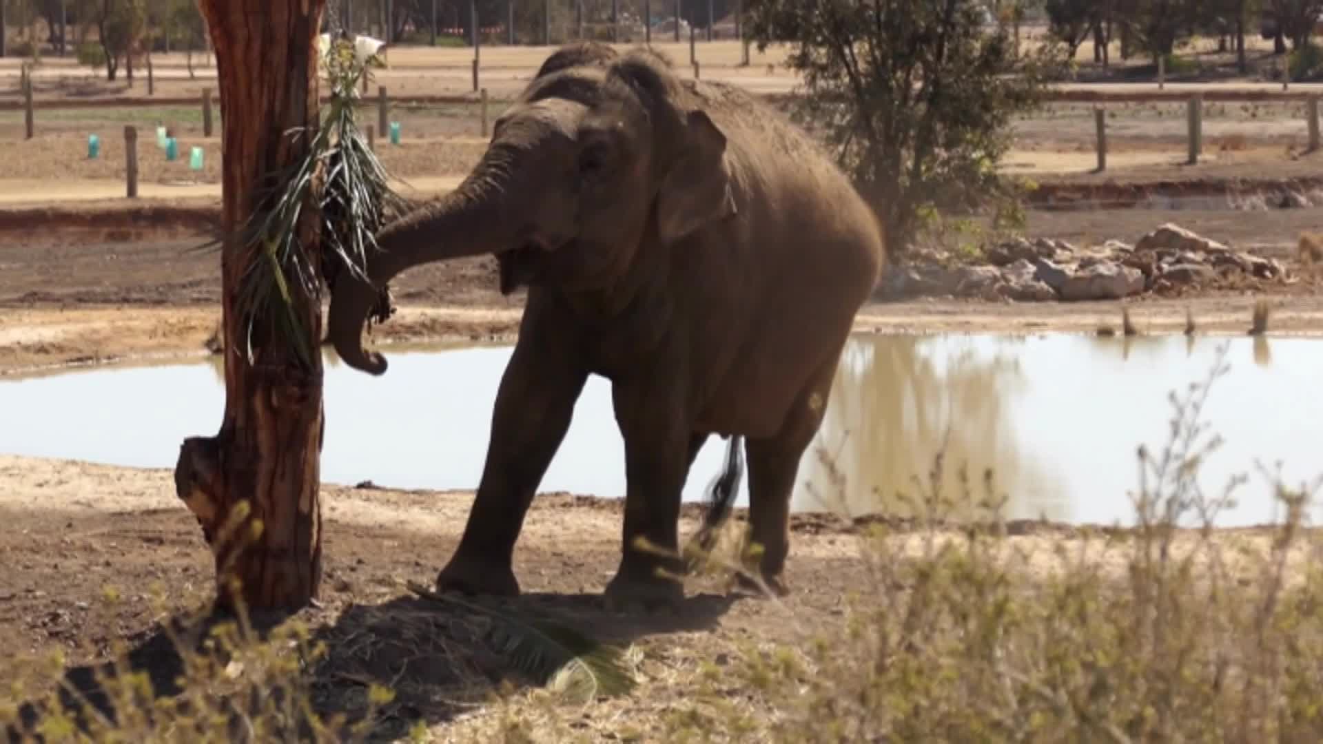 Perth Zoo says farewell to female elephant Permai, who is bound for ...