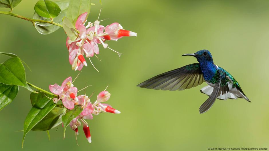 How come hummingbirds are able to fly backwards?