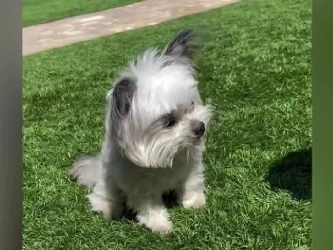 He went viral with high-fives: Therapy dog Norbert is dead