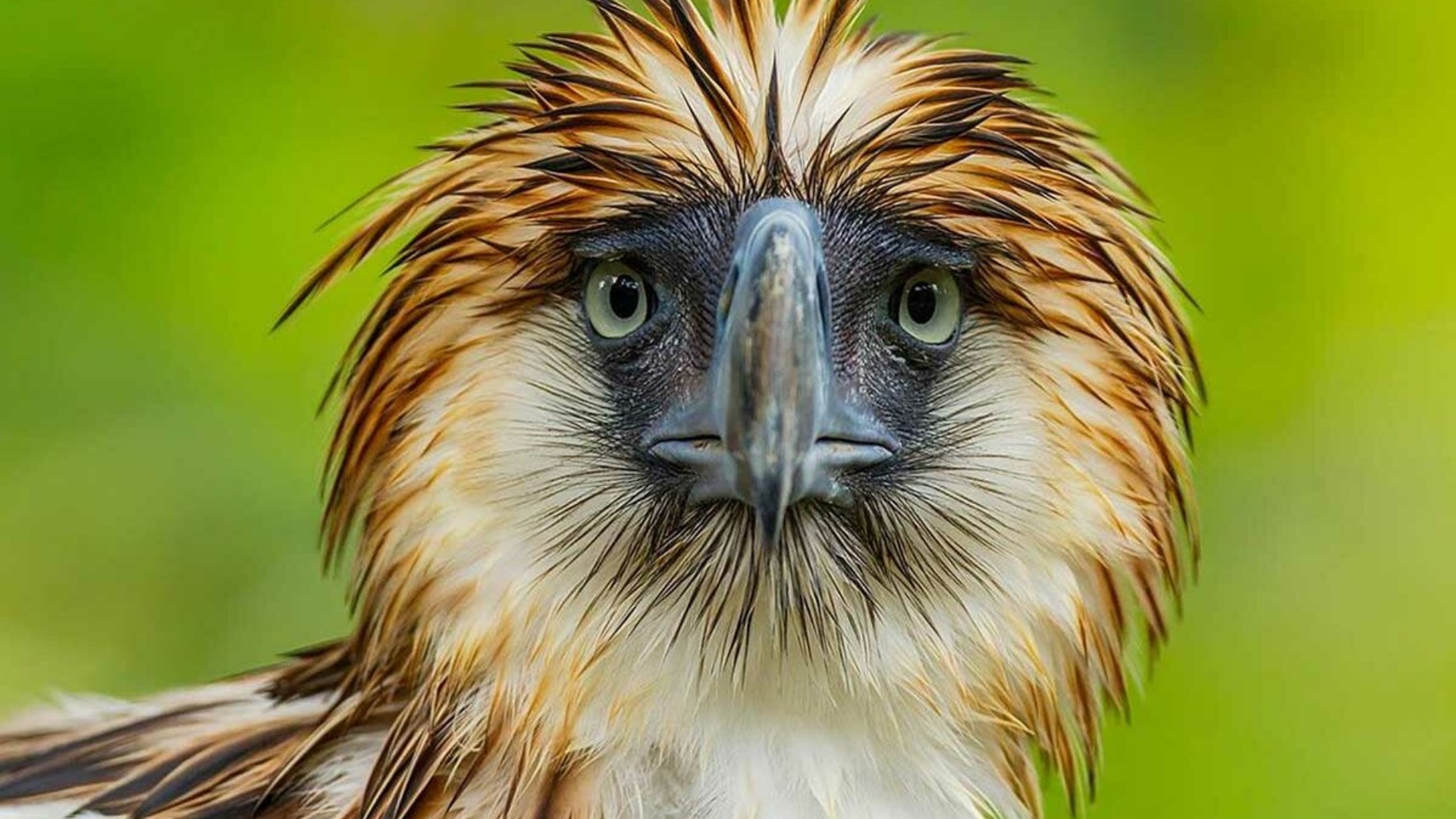 12 Rarest Birds in the World and Where They Thrive
