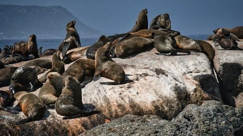 Unprecedented rabies outbreak in Cape fur seals raises marine pandemic ...