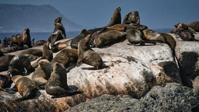 Unprecedented rabies outbreak in Cape fur seals raises marine pandemic ...