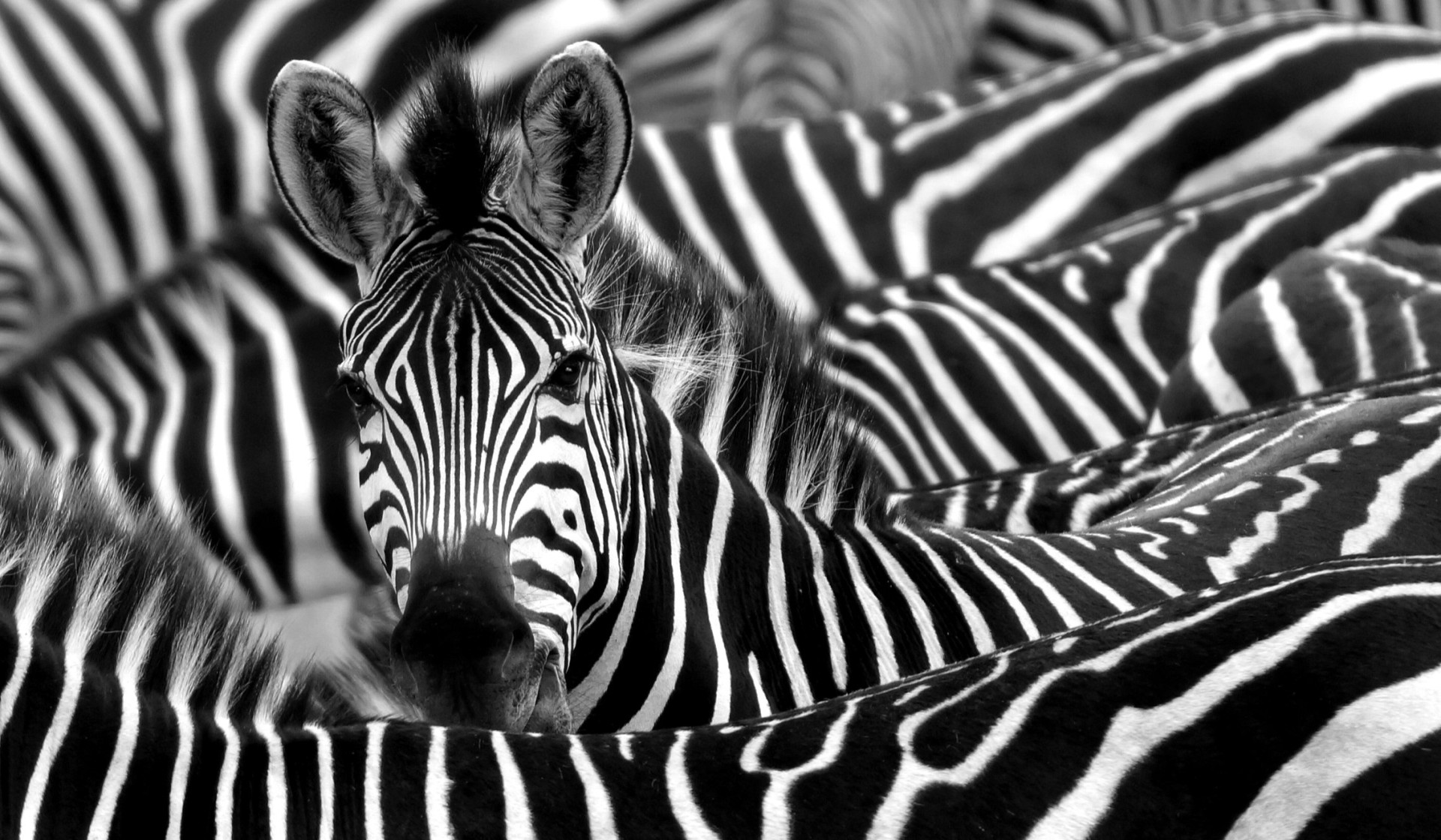 Fun facts about zebras