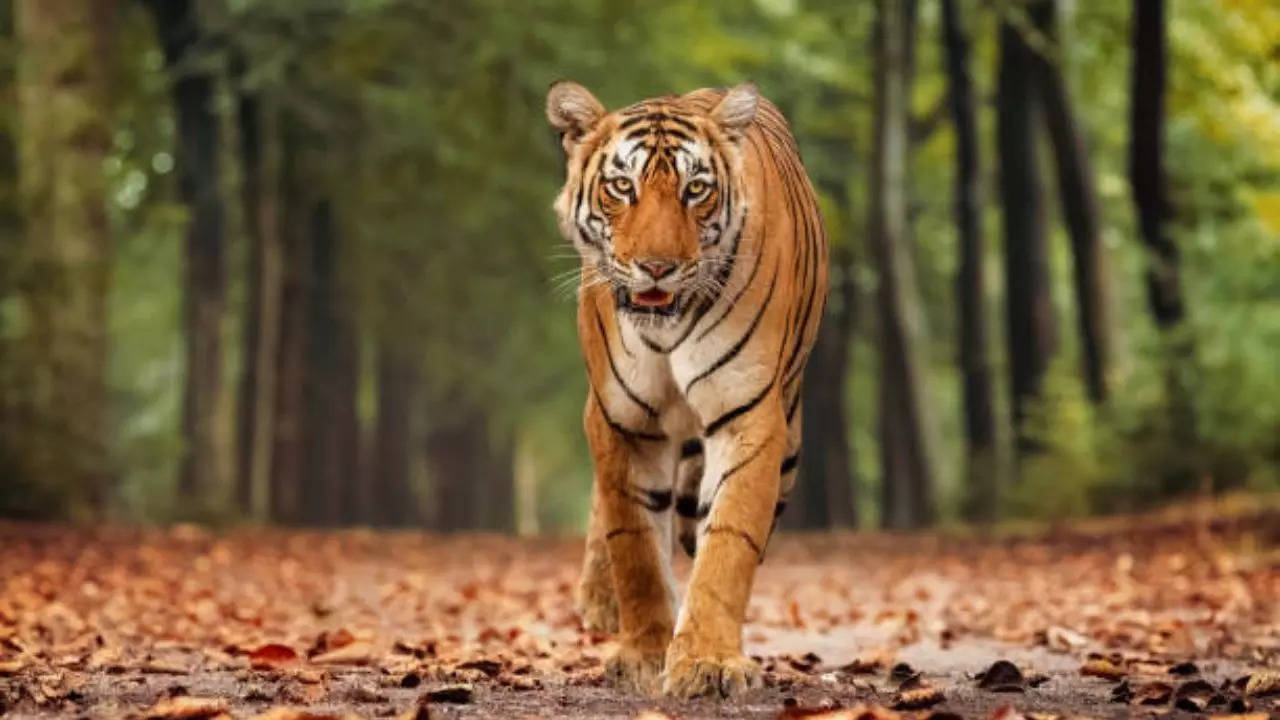 Tiger urine at Rs 600 per bottle: China is earning money by Selling ...